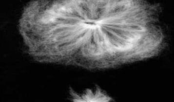 Cotton Fibers - the king of fibers - Textile School