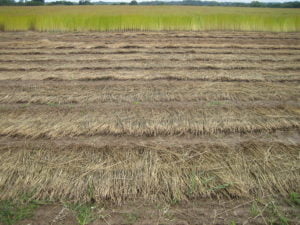 Flax/Linen Fiber - the cellulose bast fibers - Textile School