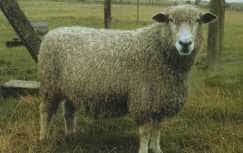 Wool fiber - Basics, Characteristics, & Properties - Textile School